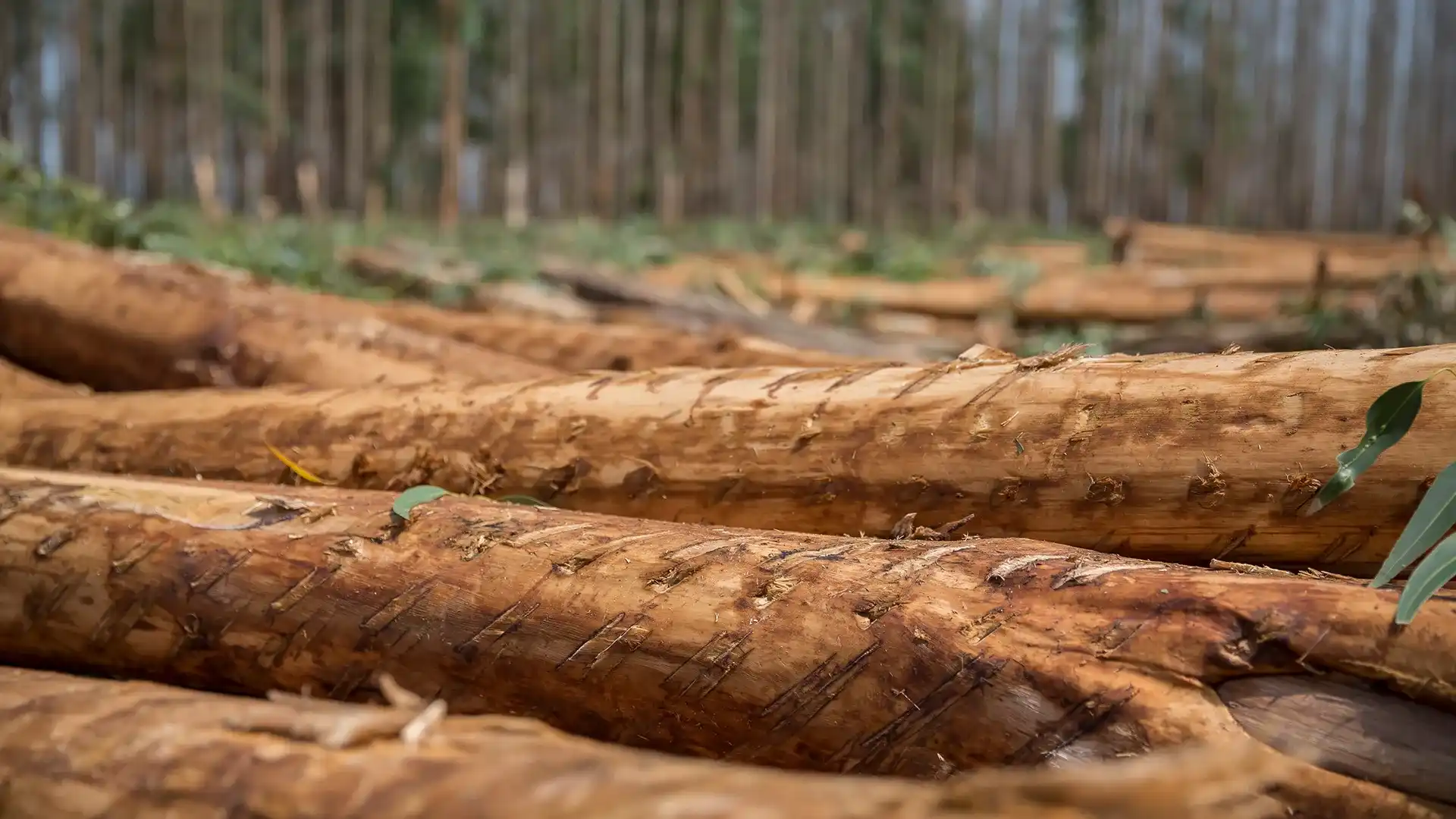 Wood Products & Climate Solutions - The Paper Story (PAMSA)