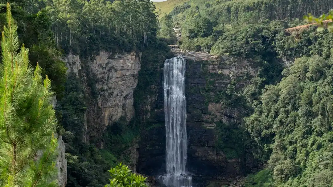 Why using paper and wood products ‘saves’ trees